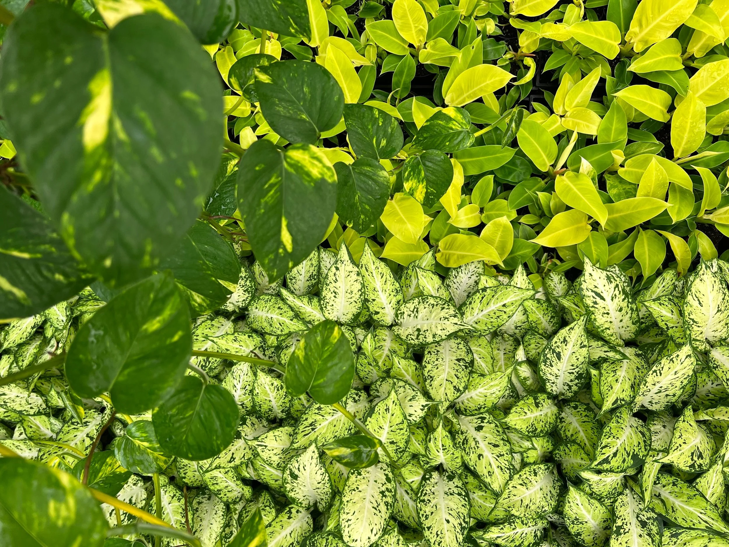 Happy Plants — United Plant Growers