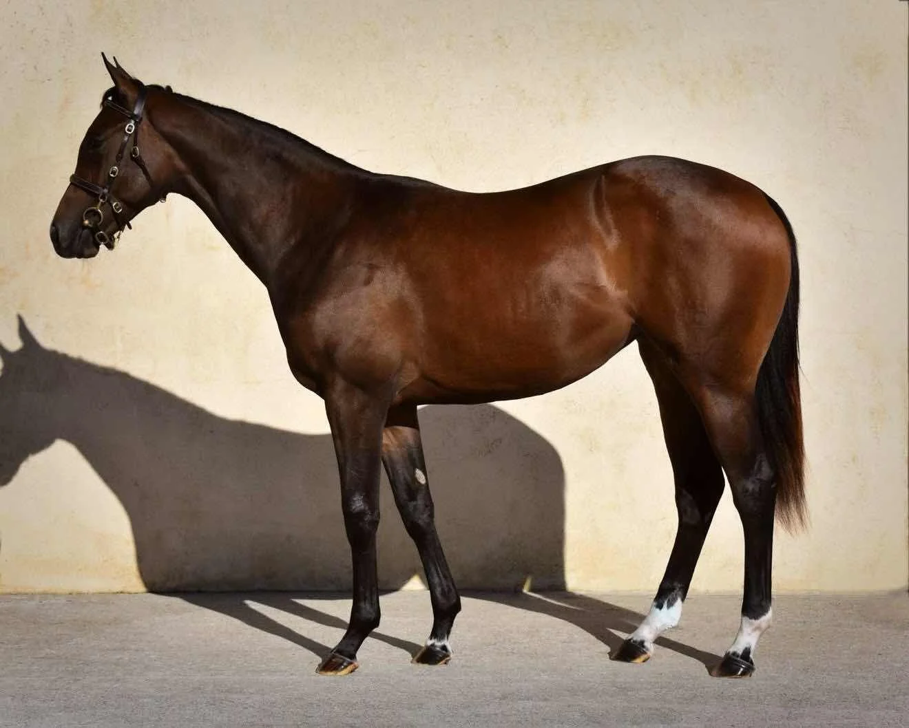 case study (GB) — Highclere Thoroughbred Racing
