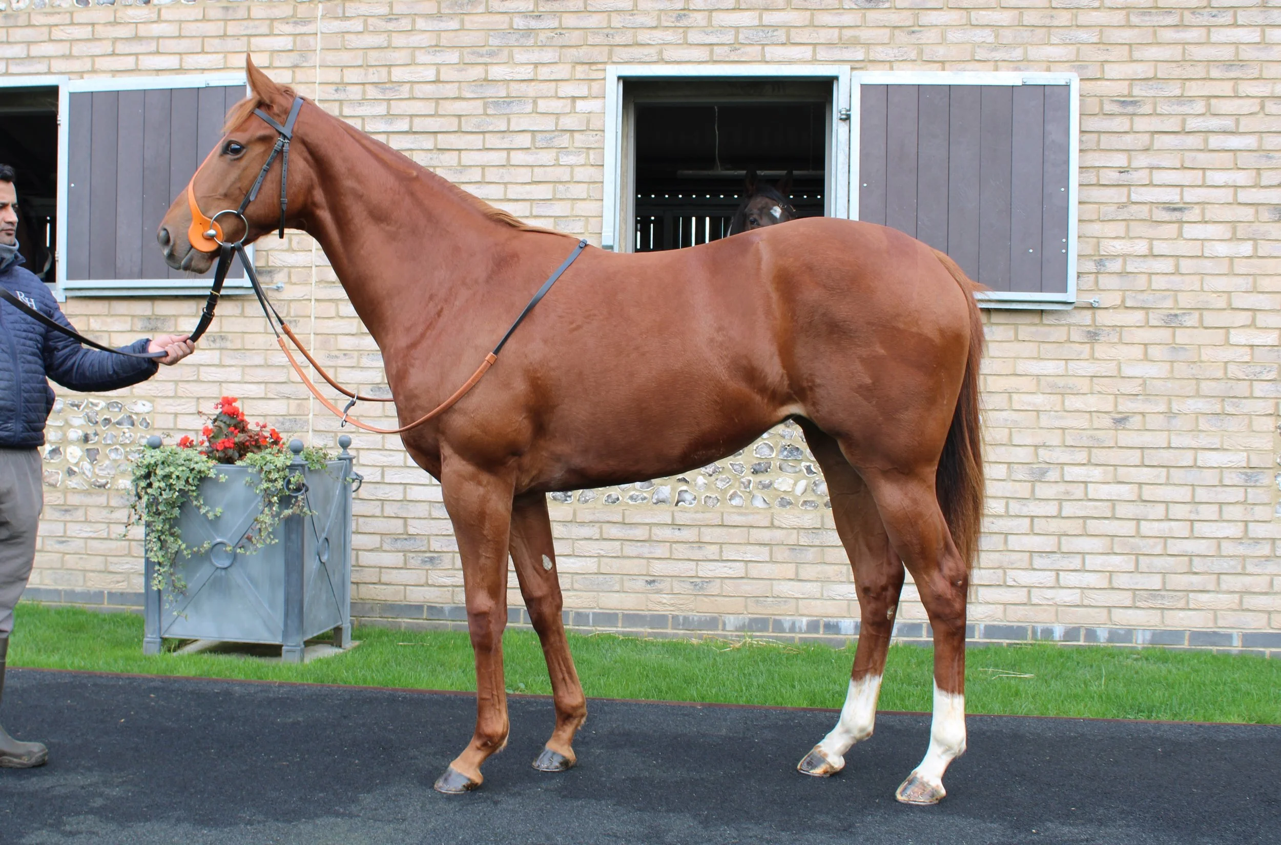 Cosmic — Highclere Thoroughbred Racing