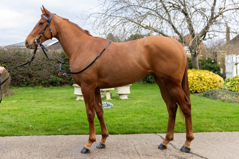 FEBRUARY 2024 — Highclere Thoroughbred Racing