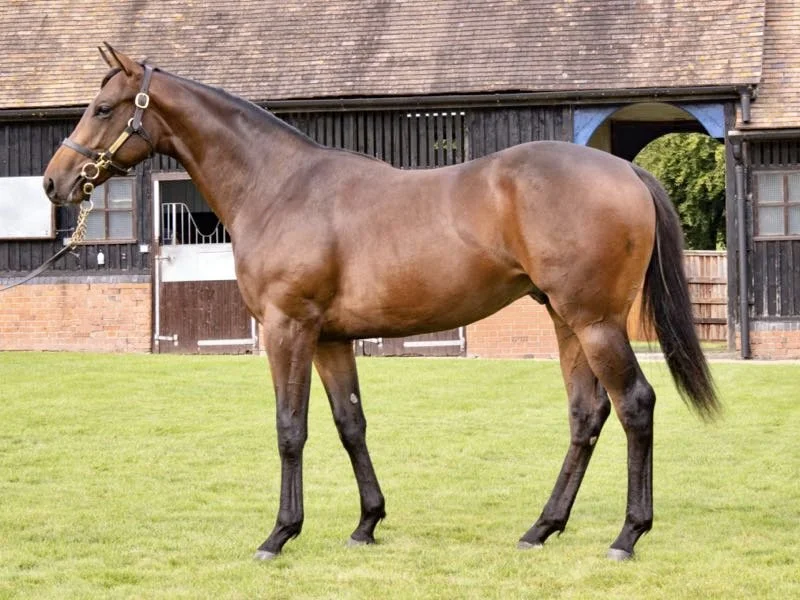 AVIEMORE — Highclere Thoroughbred Racing