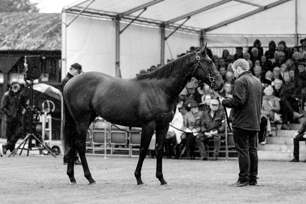 YEARLING PARADE 2025 — Highclere Thoroughbred Racing