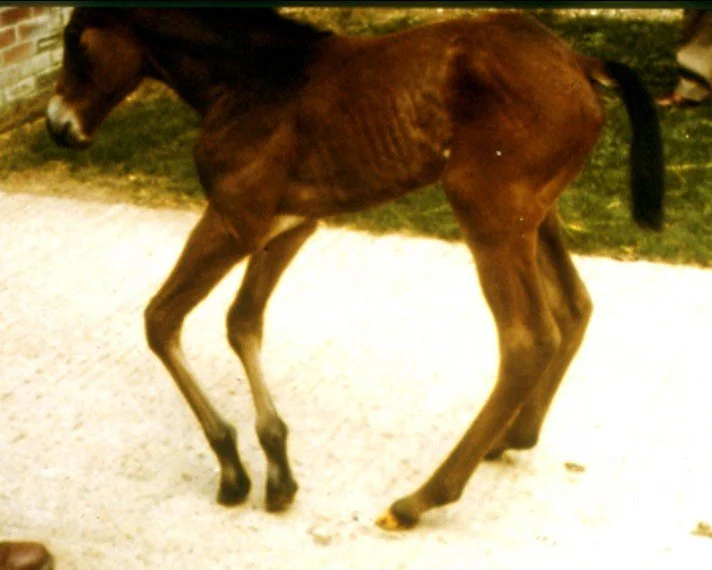 MARCH 2025 — Highclere Thoroughbred Racing