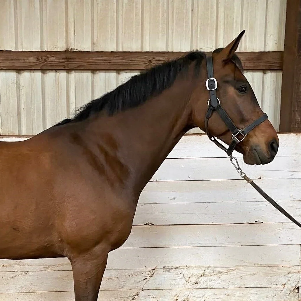 Horses — Trinity Eventing