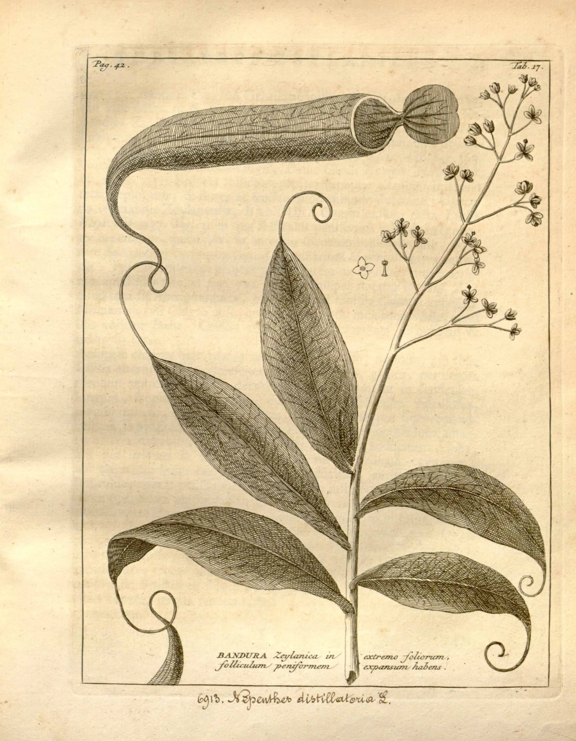 Plant Histories 2 — Sheffield Botanical Gardens Trust