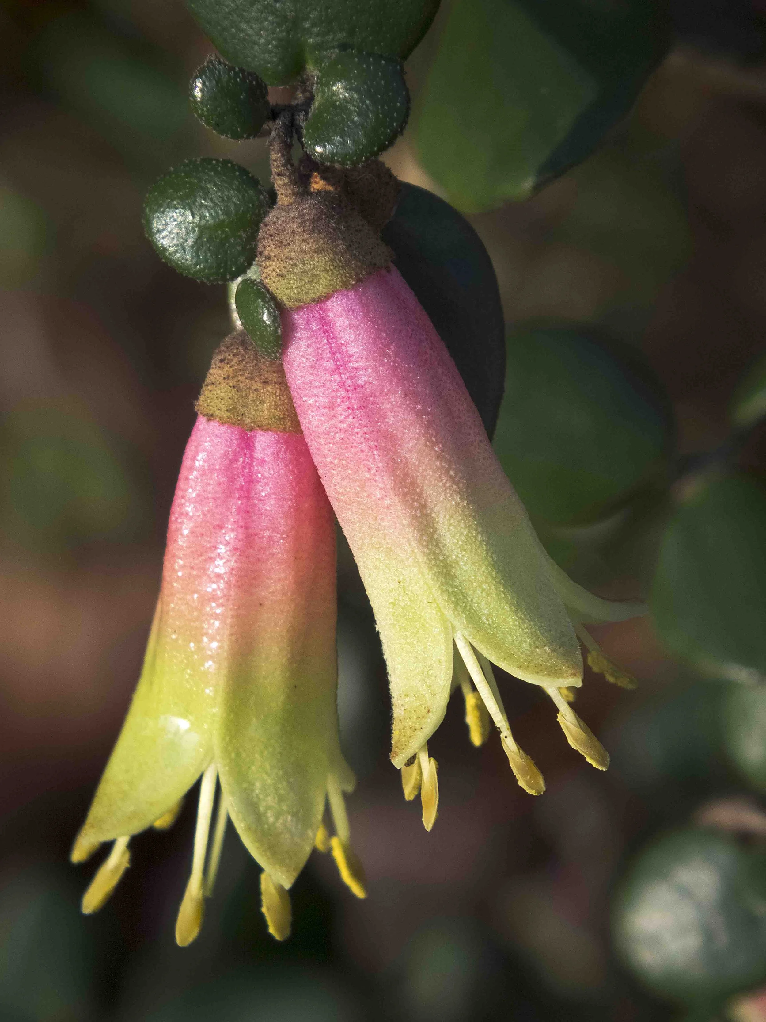 Mediterranean Climate Garden — Sheffield Botanical Gardens Trust