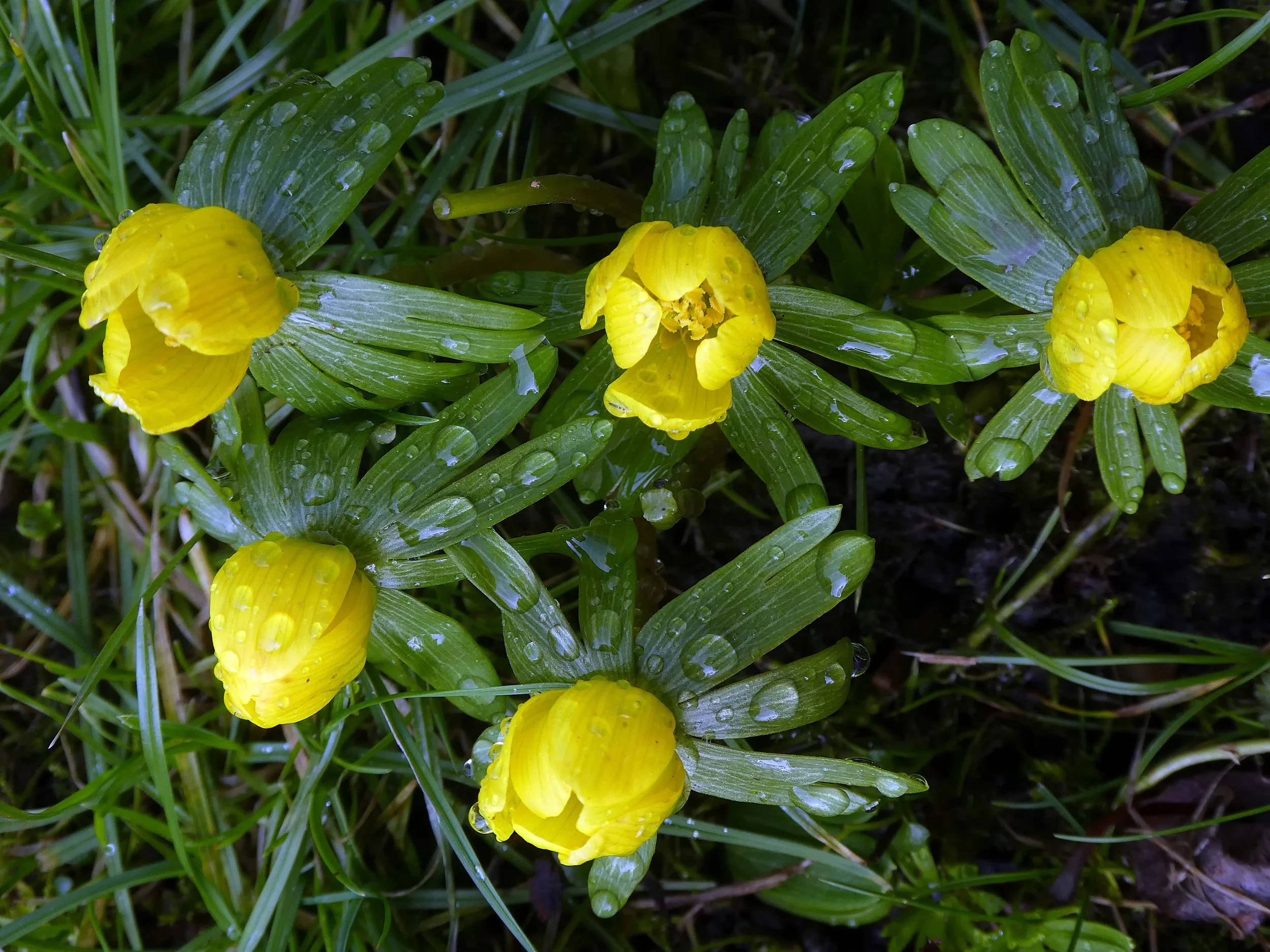 Award of Garden Merit (AGM) Borders — Sheffield Botanical Gardens Trust
