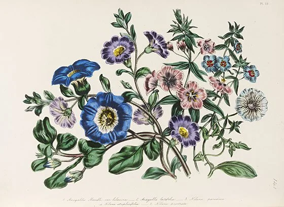 Victorian Lady Flower Painters — Sheffield Botanical Gardens Trust