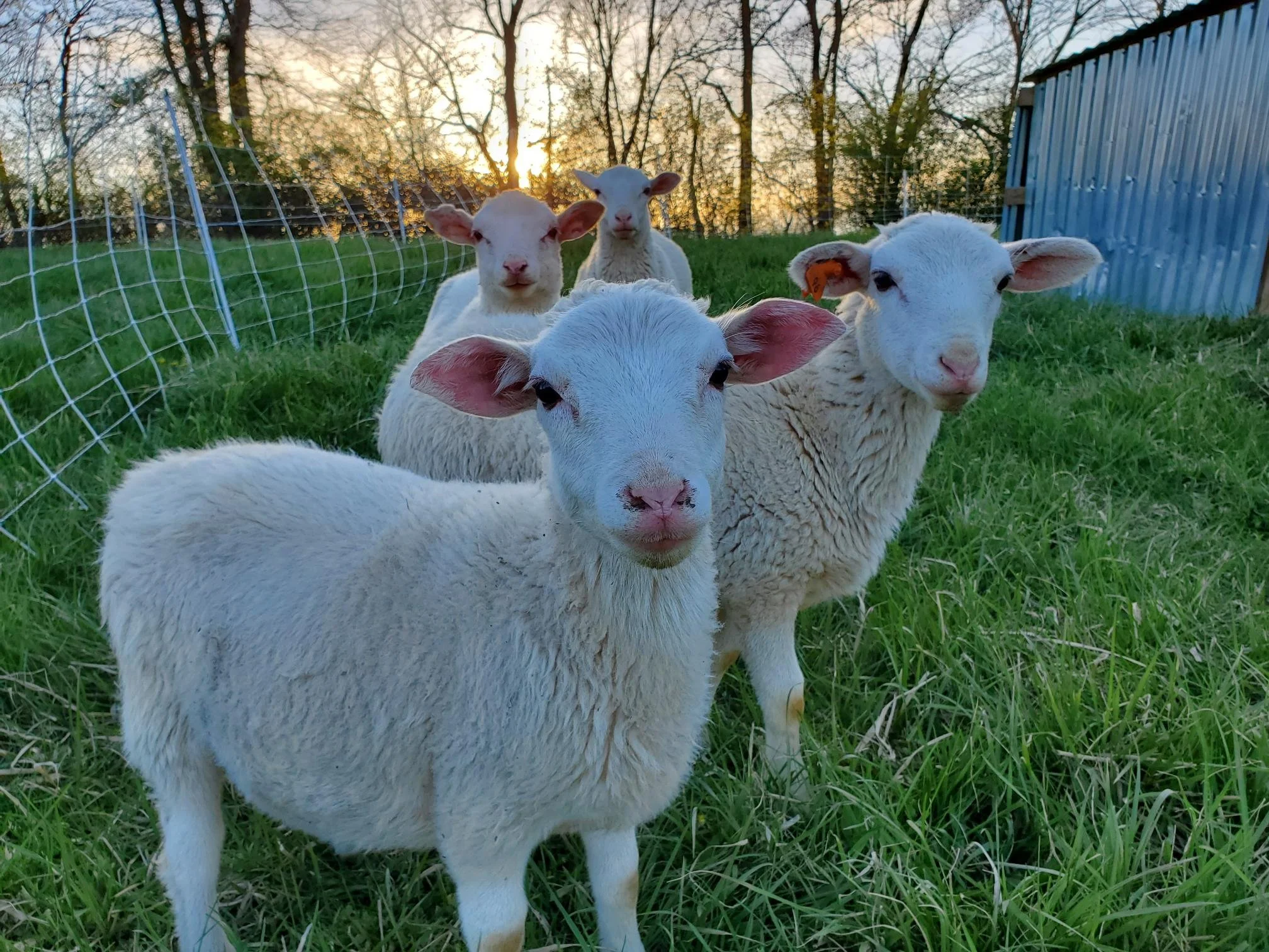 Truest Farms
