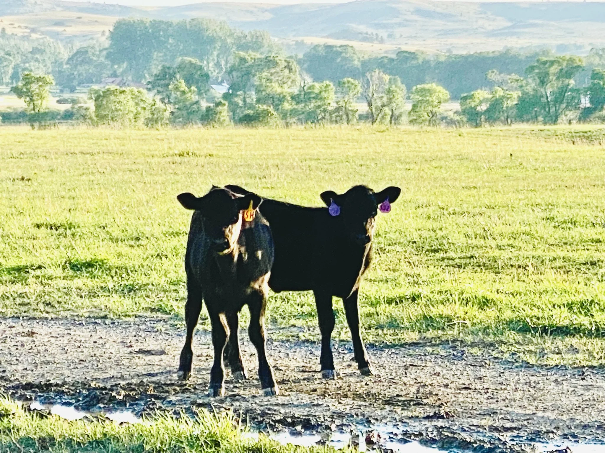 Hagerman Ranch | Grass Raised Angus Beef | Regenerative Practices