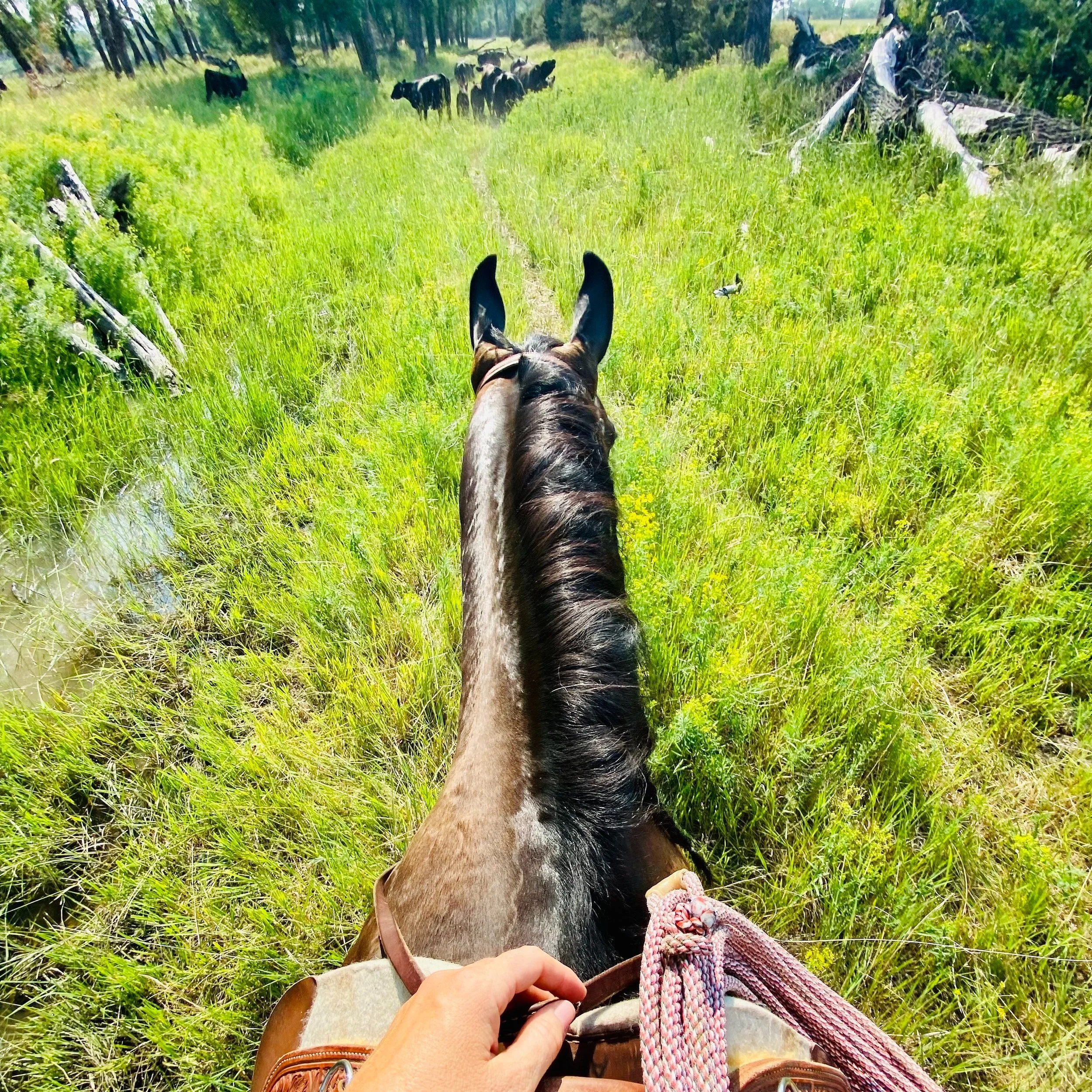 Hagerman Ranch | Grass Raised Angus Beef | Regenerative Practices