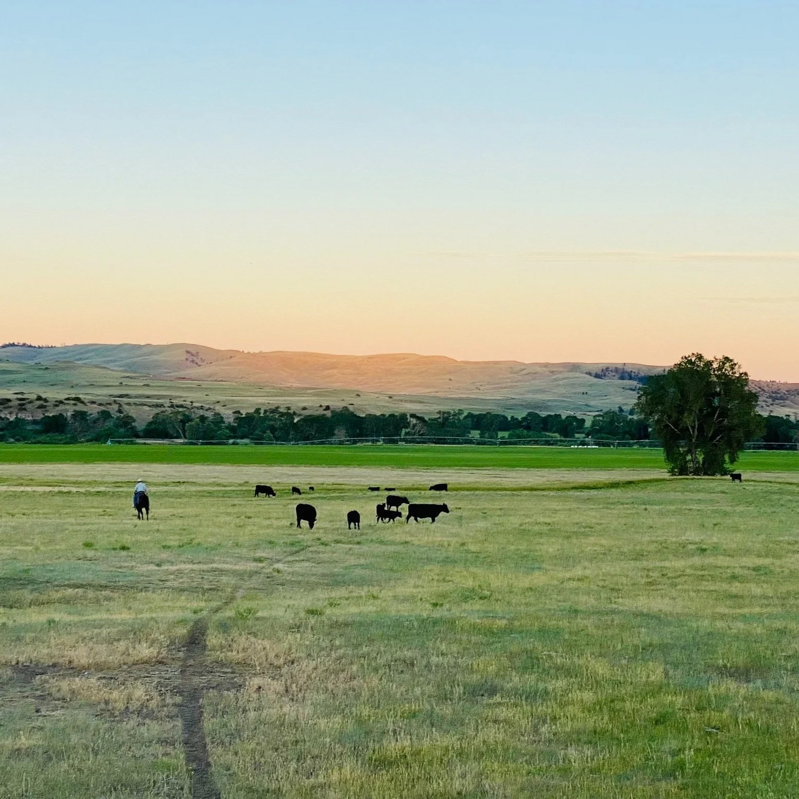 Hagerman Ranch | Montana Beef for Sale | Grass Raised Angus Beef ...