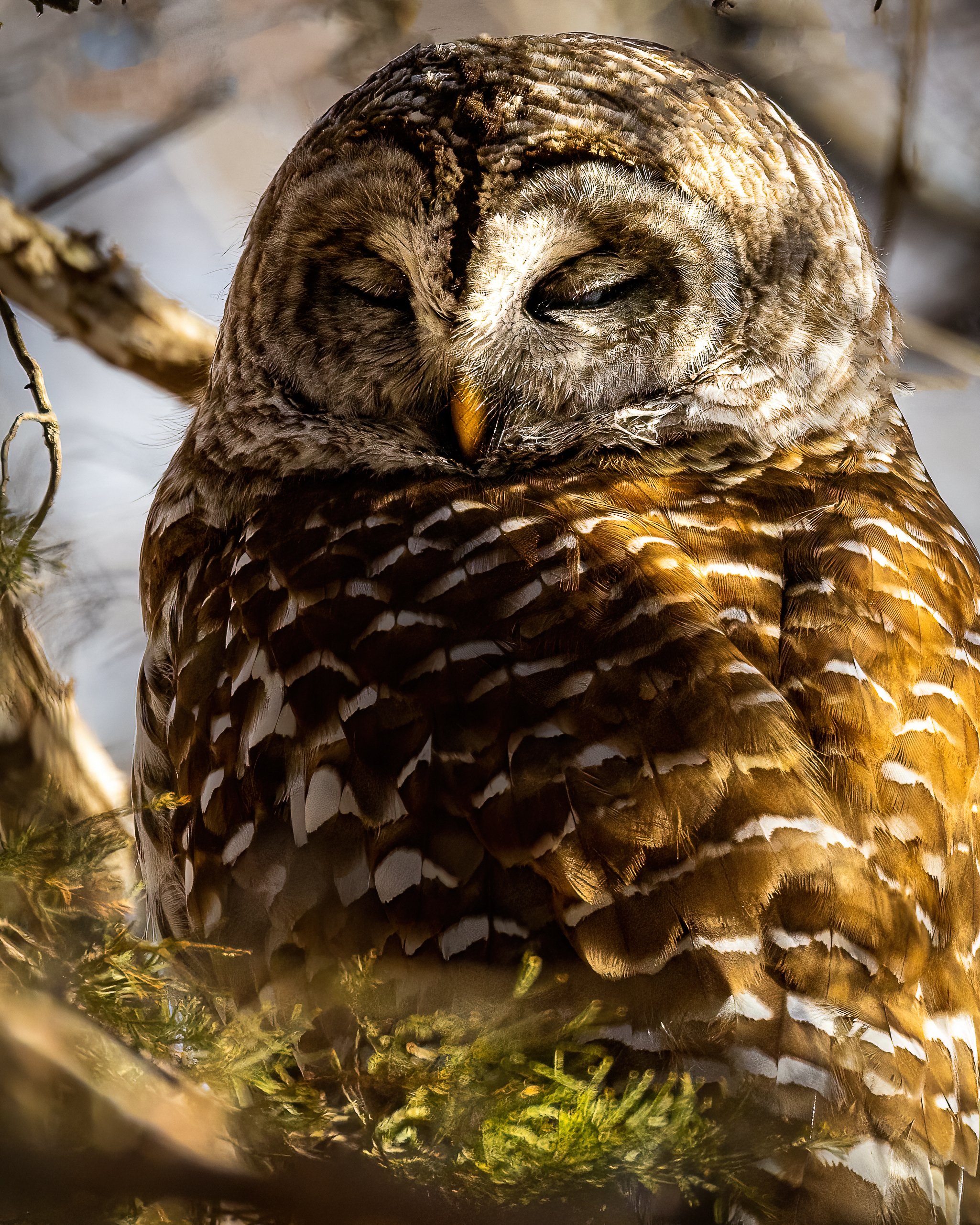 Ben Neff Photography