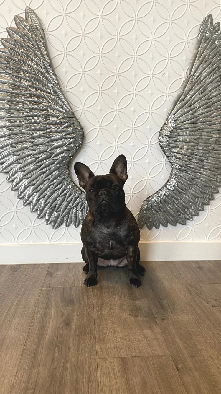 Doggy Daycare — Pickles Playland