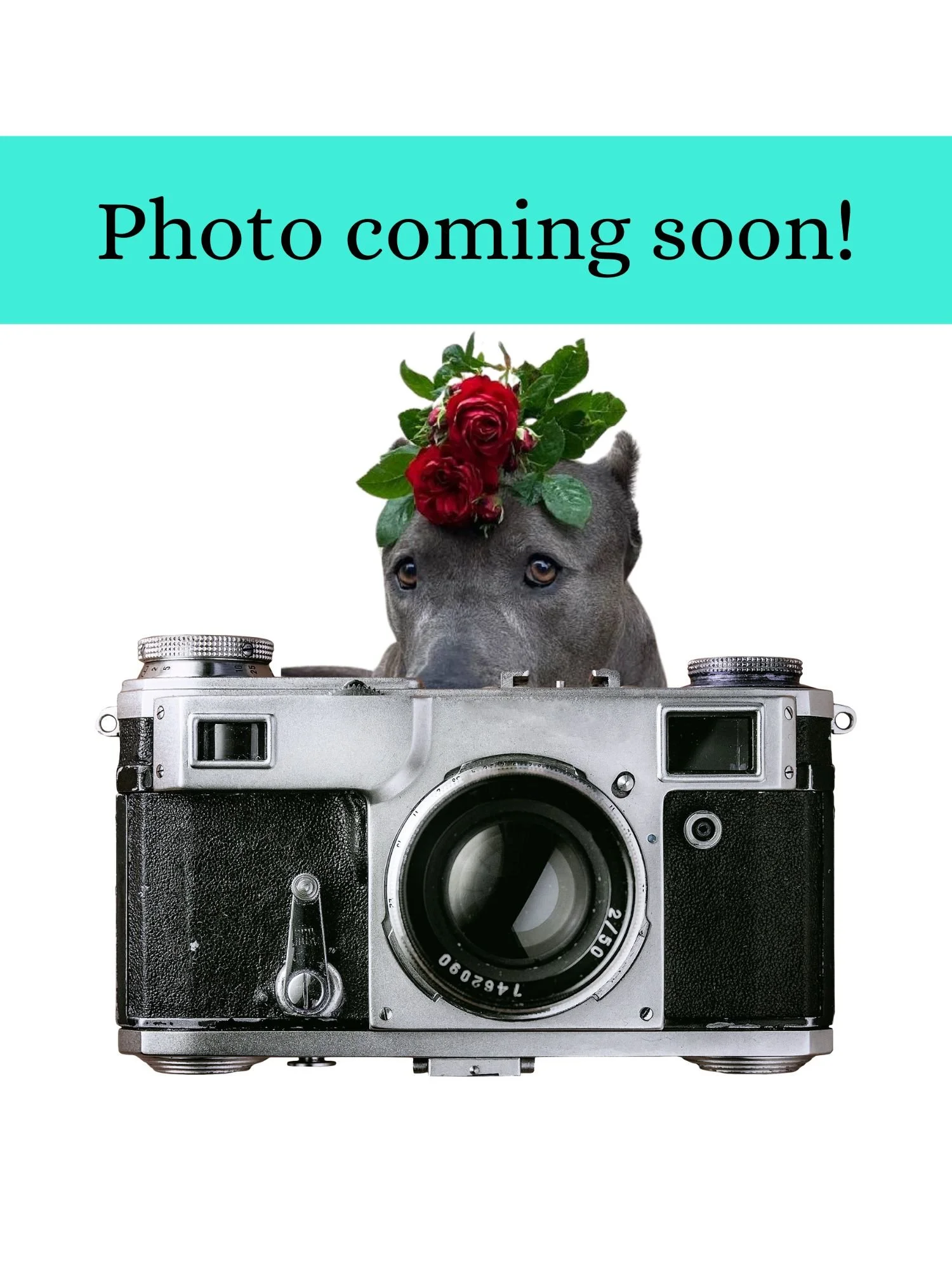 Pickle Crew — Pickles Playland