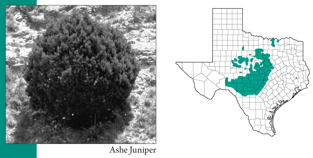 Texas Juniper Trees - G7 Ranches