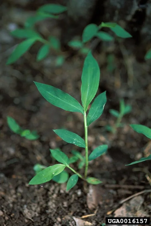 Stiltgrass: now is the time! — Urban Forest Alliance