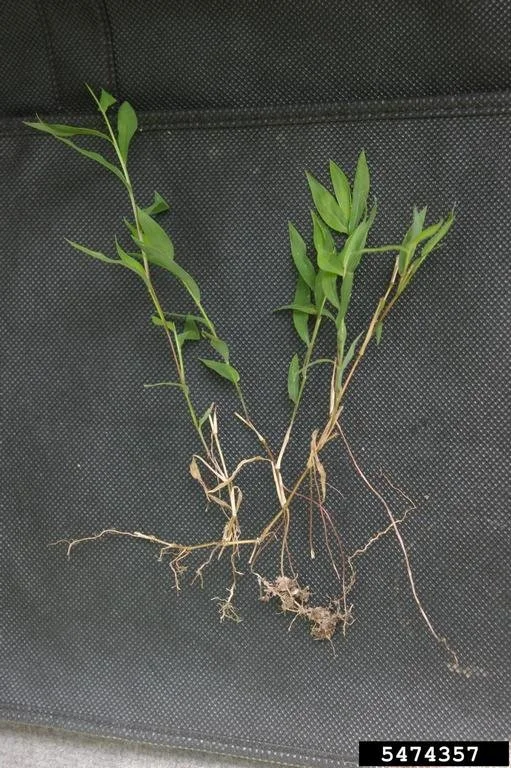 Stiltgrass: now is the time! — Urban Forest Alliance