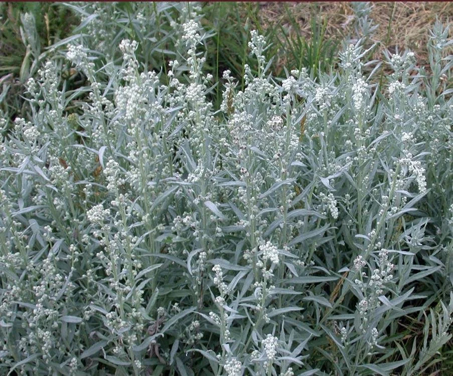 White Sage — KNPS