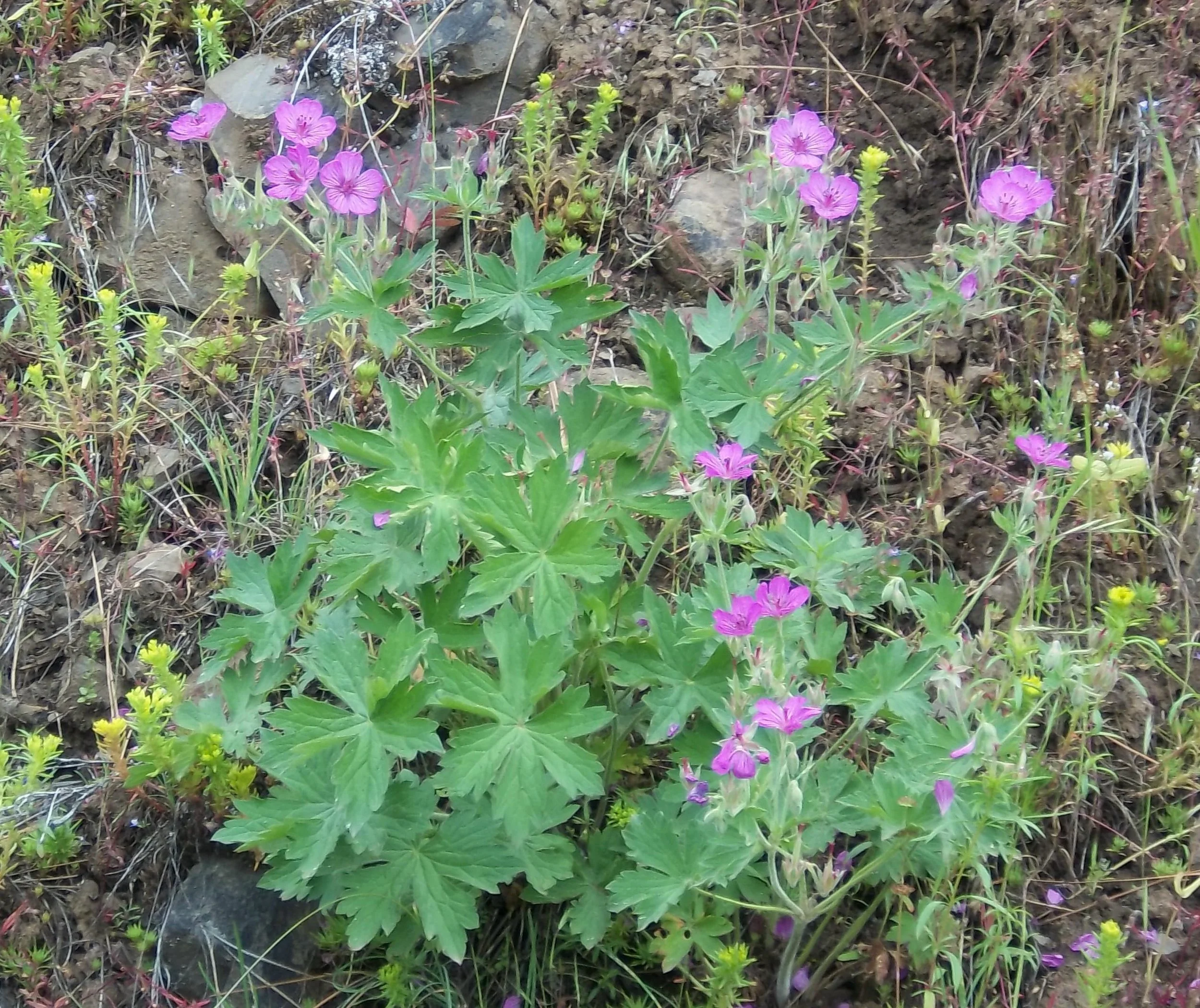 Sticky Geranium — KNPS