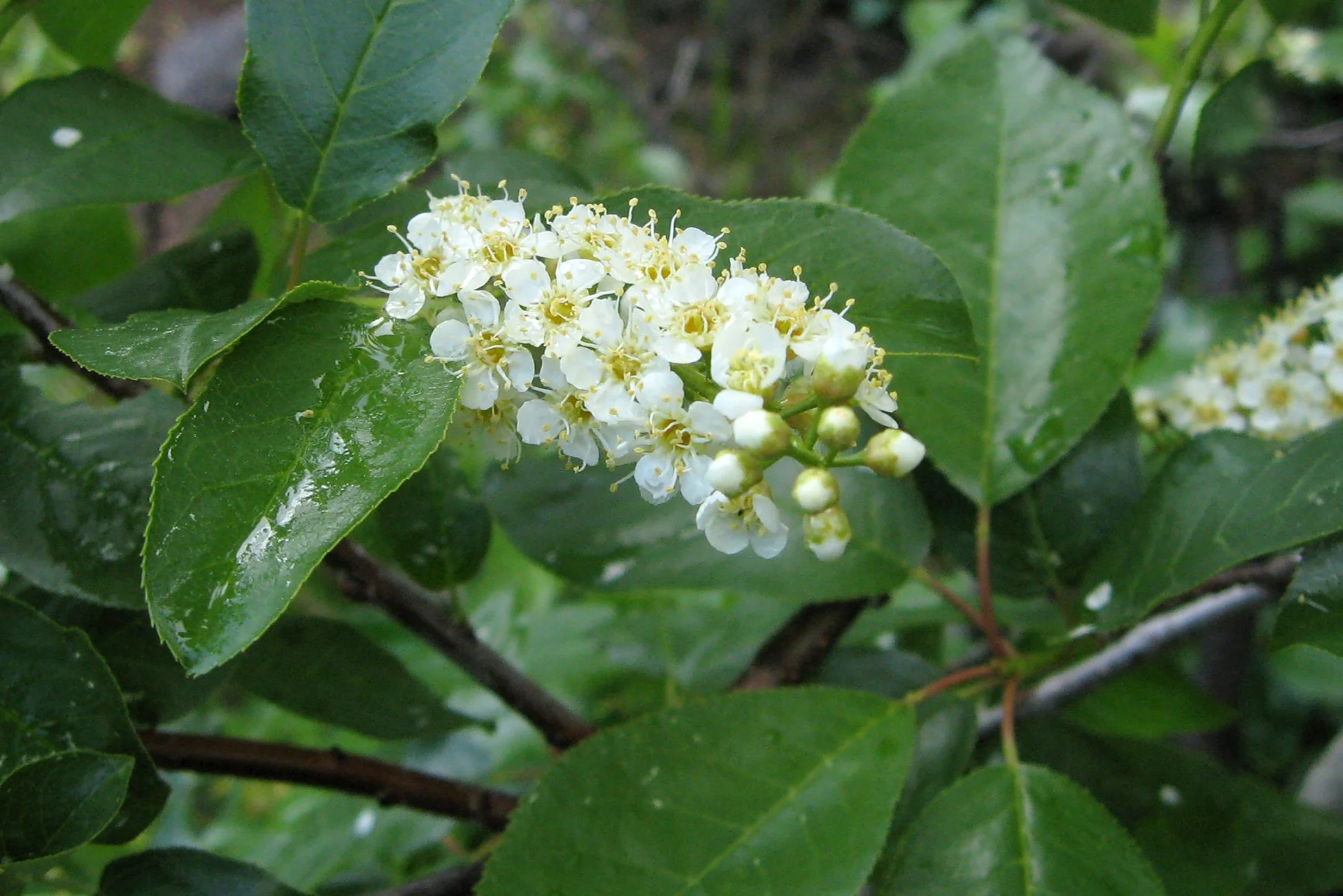 Chokecherry — KNPS
