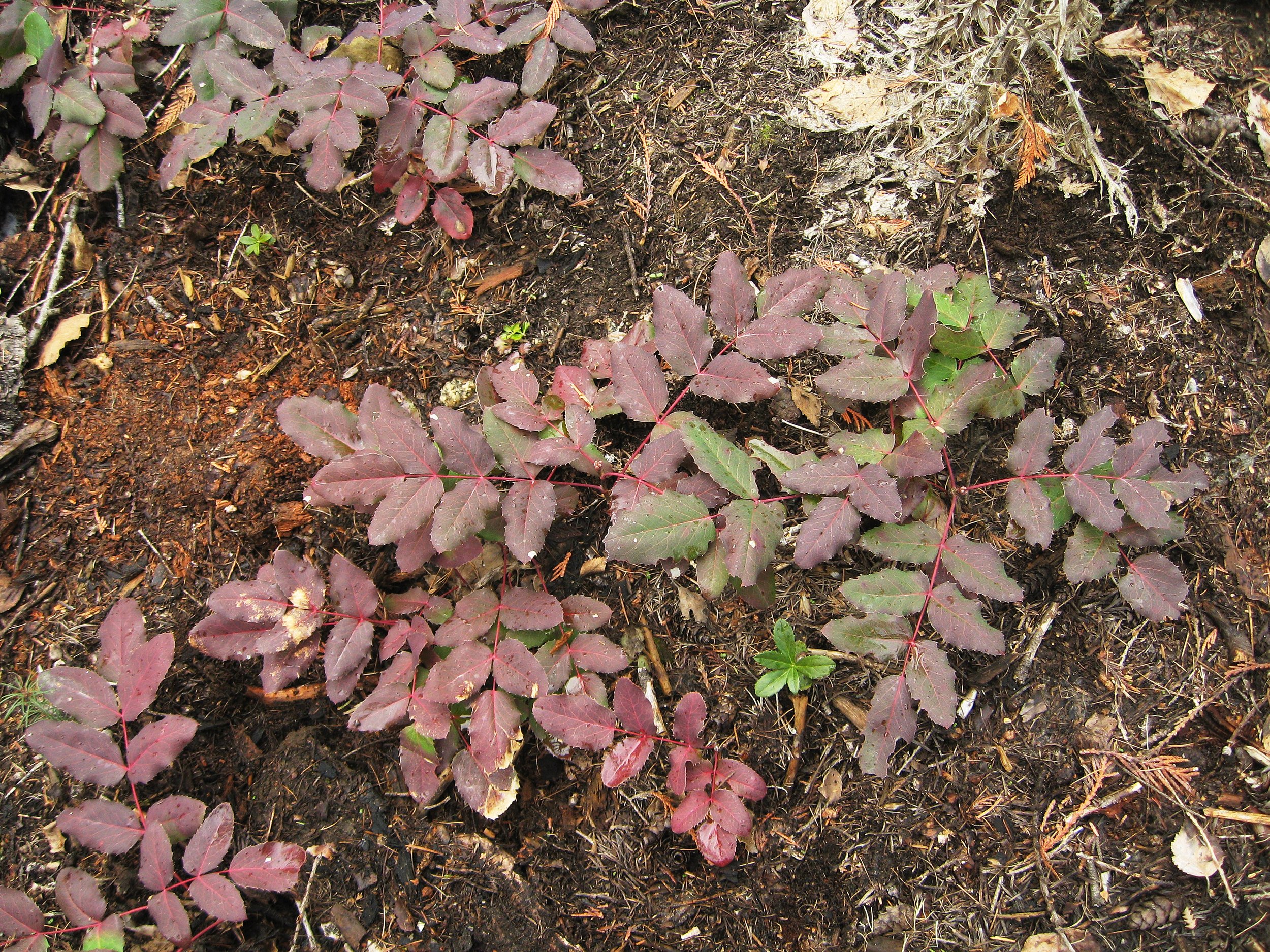 Creeping Oregon Grape — KNPS