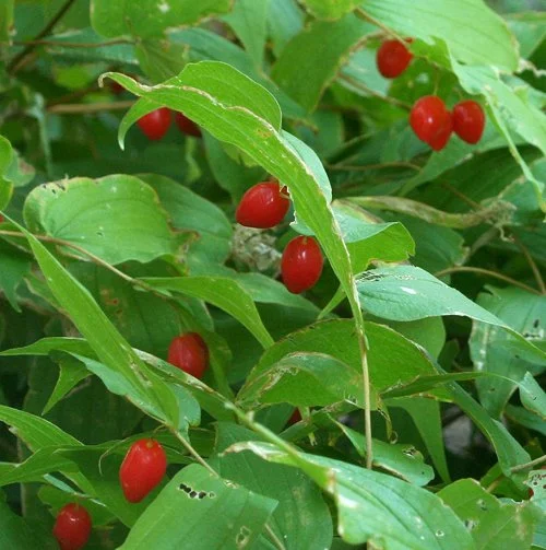 Hooker's Fairybells — KNPS