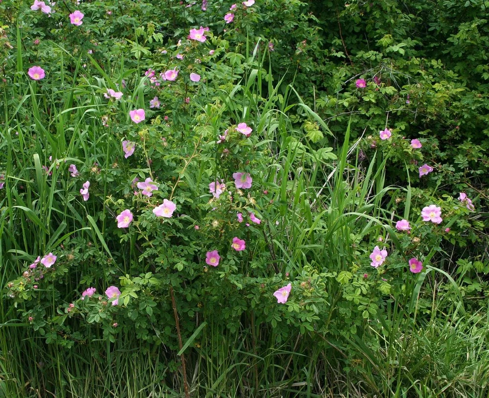 Nootka Rose — KNPS