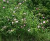 Nootka Rose — KNPS