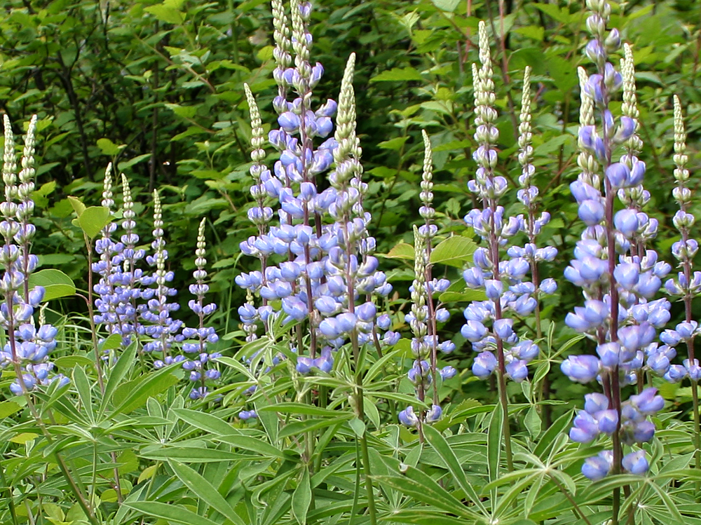 Silver Lupine — KNPS