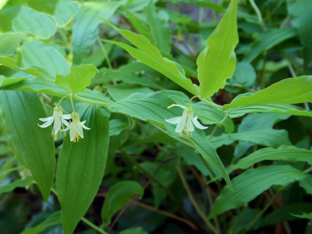 Hooker's Fairybells — KNPS