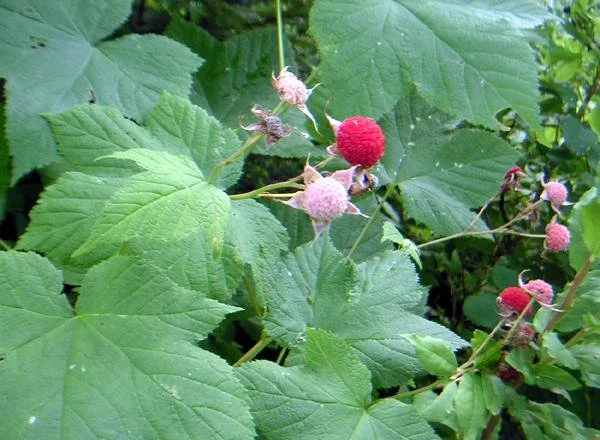 Thimbleberry — KNPS