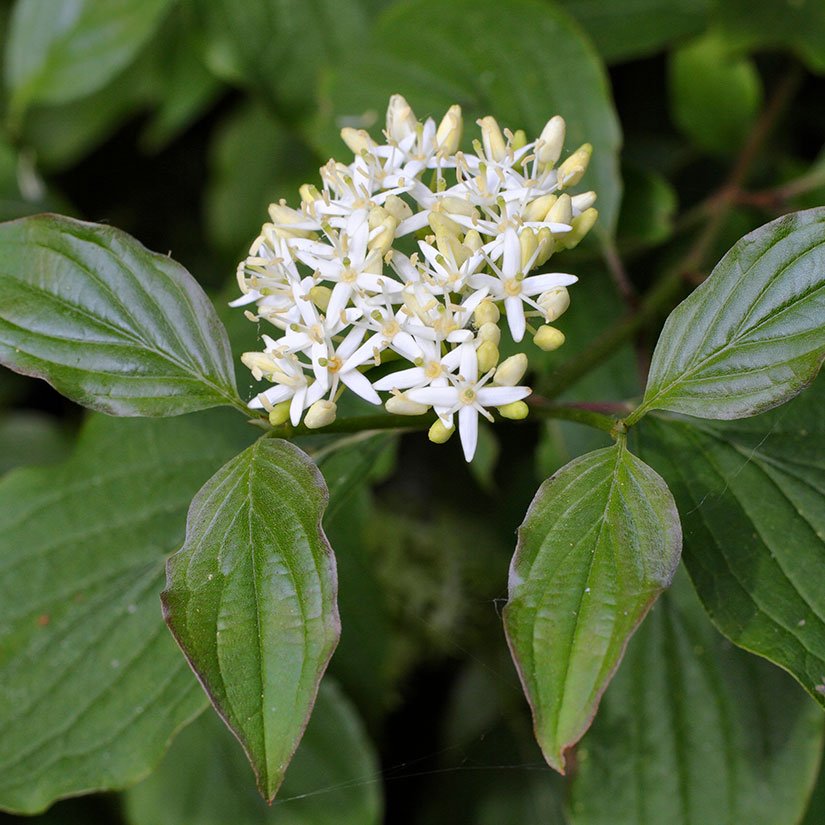 Red Osier Dogwood — KNPS