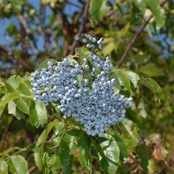 Blue Elderberry — KNPS