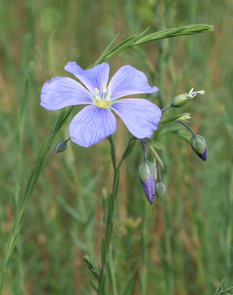 Blue Flax — KNPS