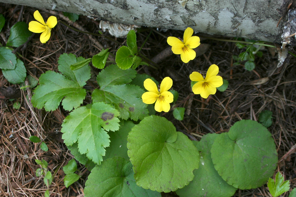 Blue and Yellow Violets — KNPS