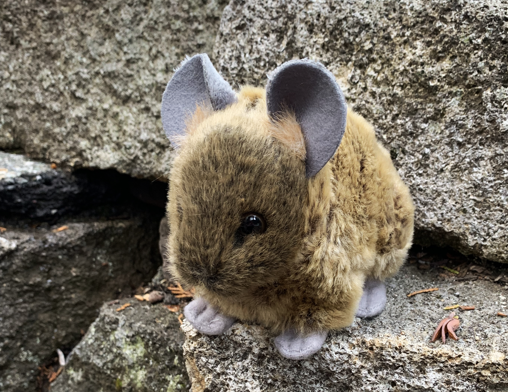 Adopt-A-Pika — Lassen Association | Peak Your Curiosity