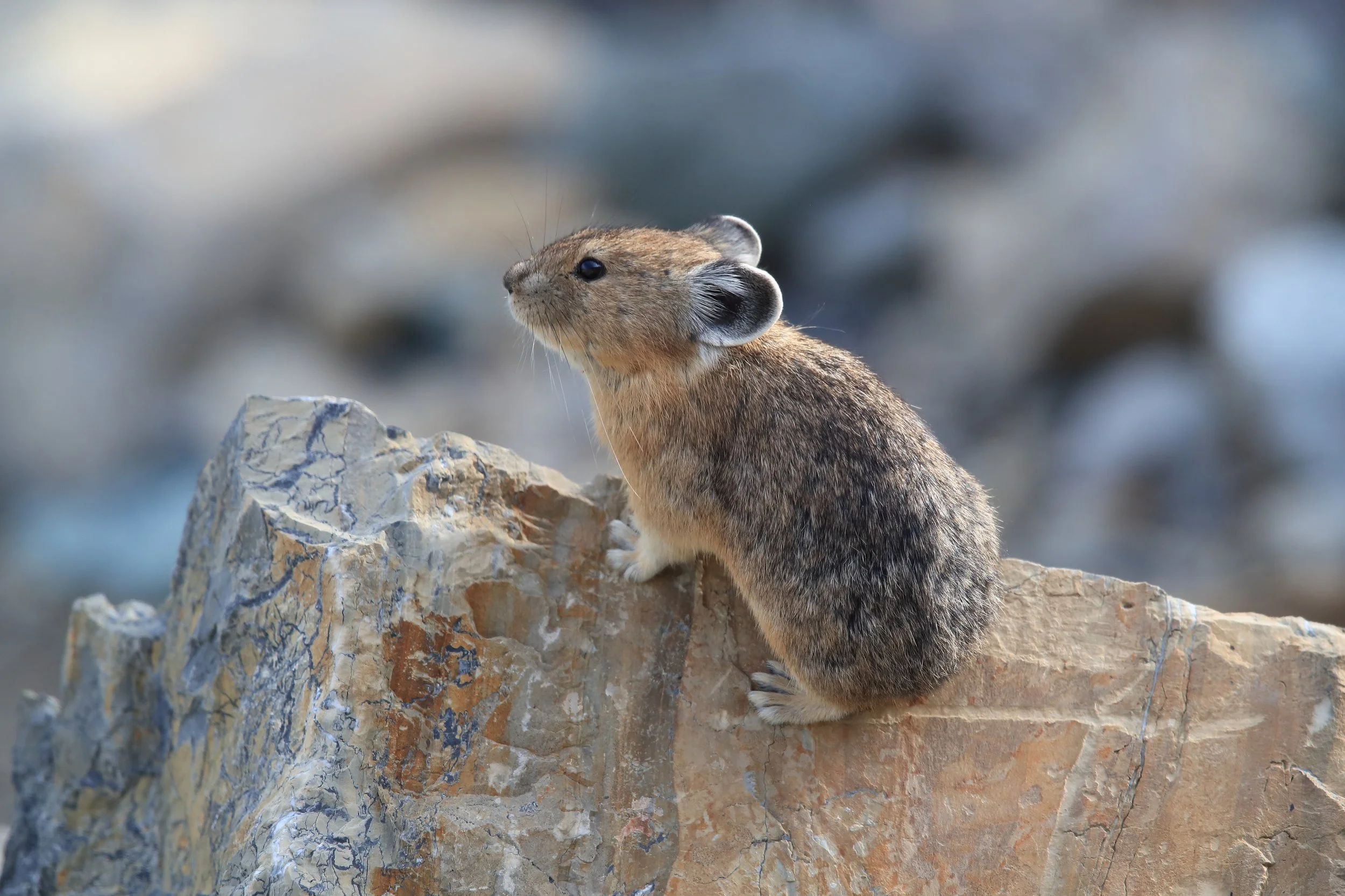 Lassen Association | Peak Your Curiosity