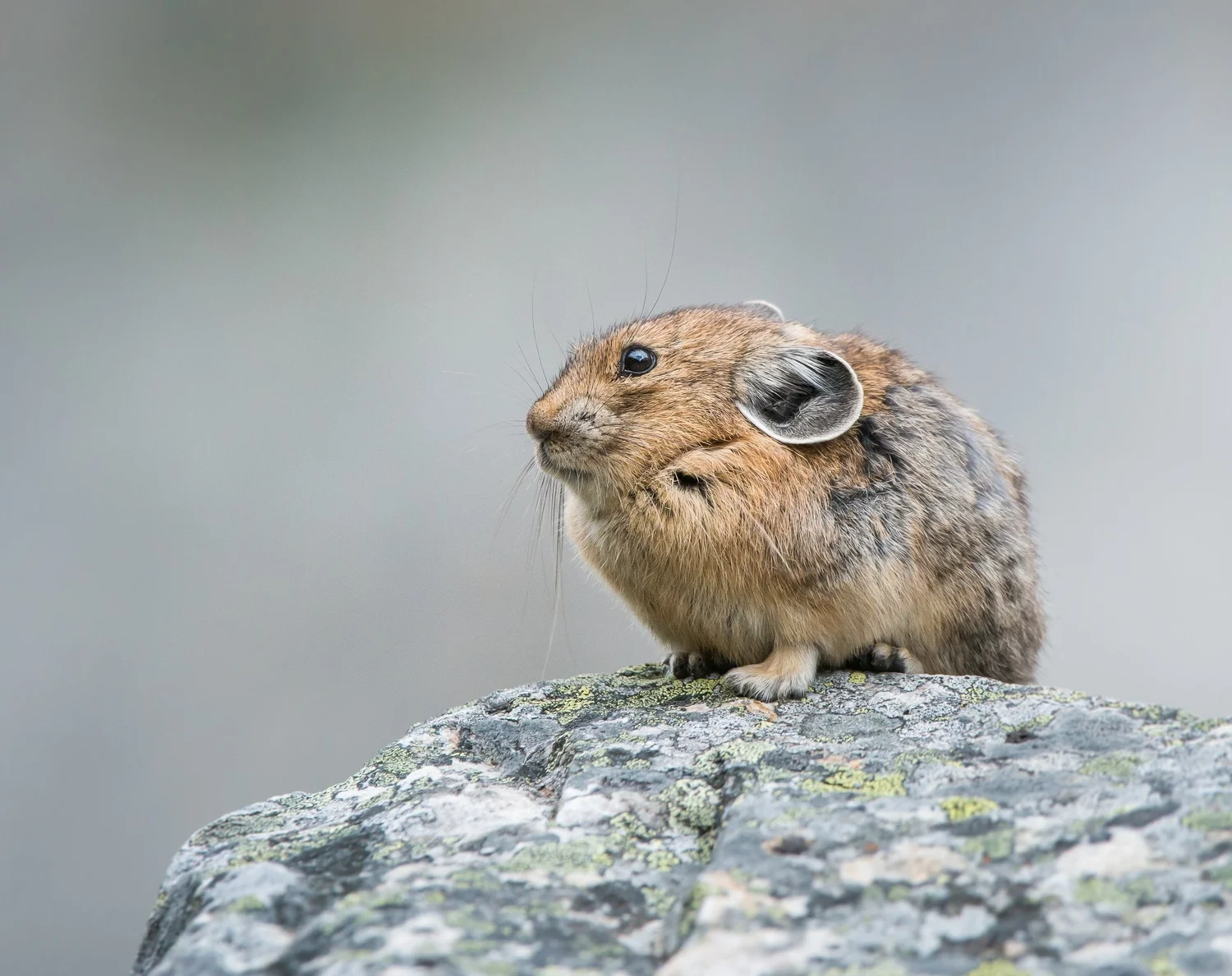 Adopt-A-Pika — Lassen Association | Peak Your Curiosity