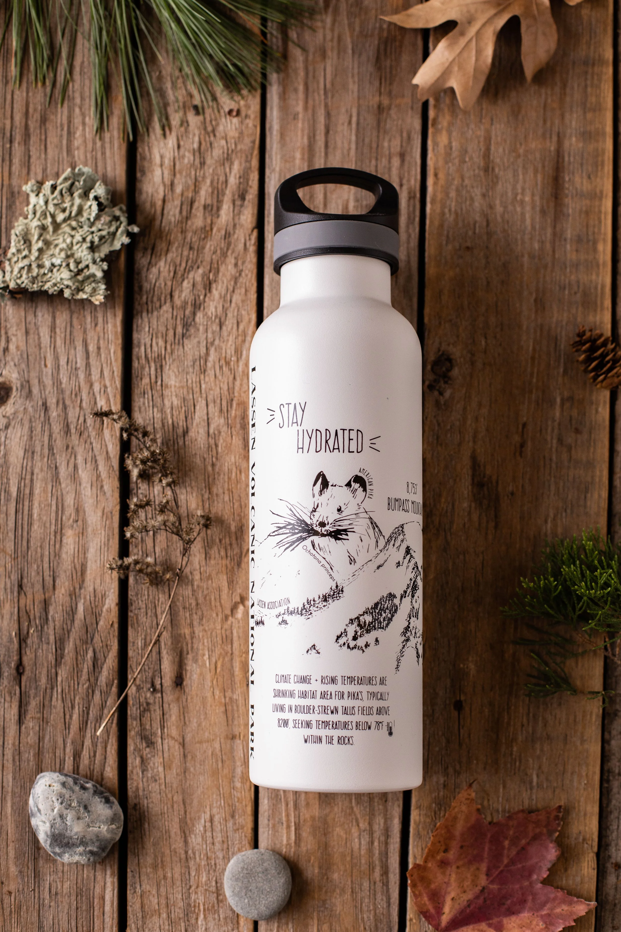 Adopt-A-Pika — Lassen Association | Peak Your Curiosity