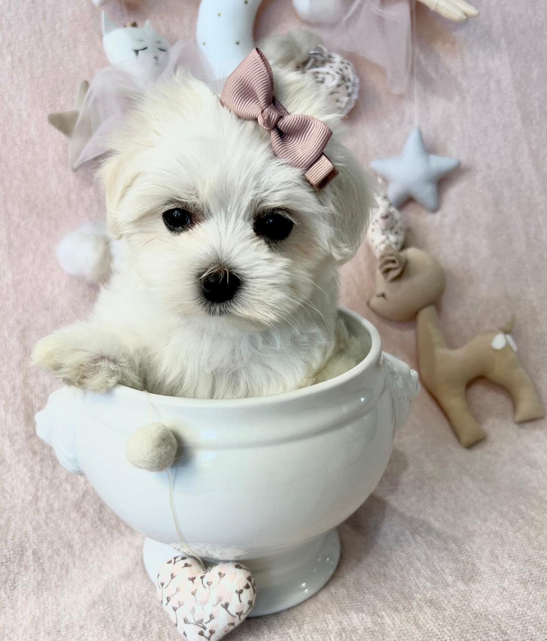 Teacup & Toy Maltese Puppies for Sale — DOG BOUTIQUE STORE