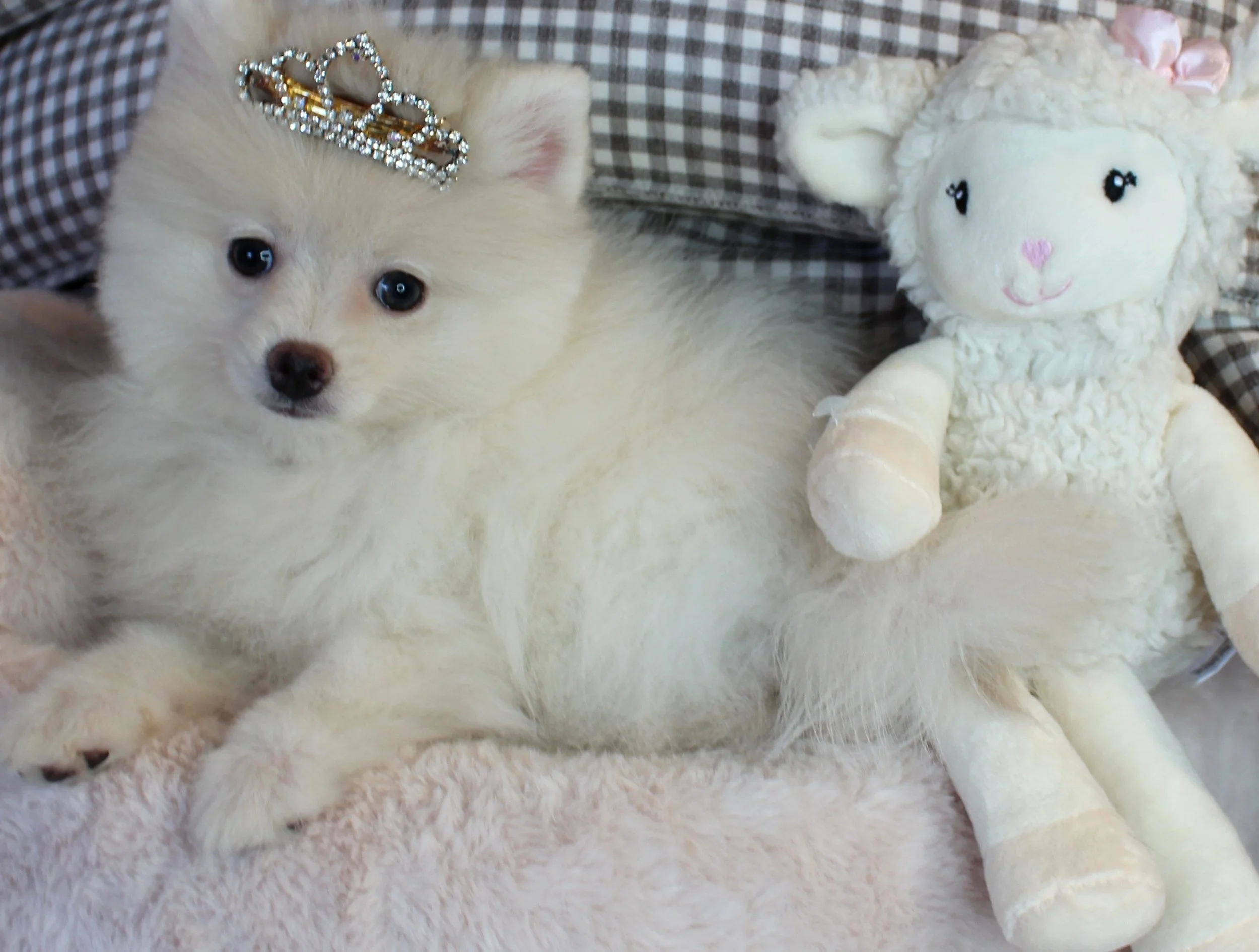 White Pomchi