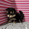 Teacup Yorkies for Sale in California | Teacup Yorkshire Terriers — DOG ...