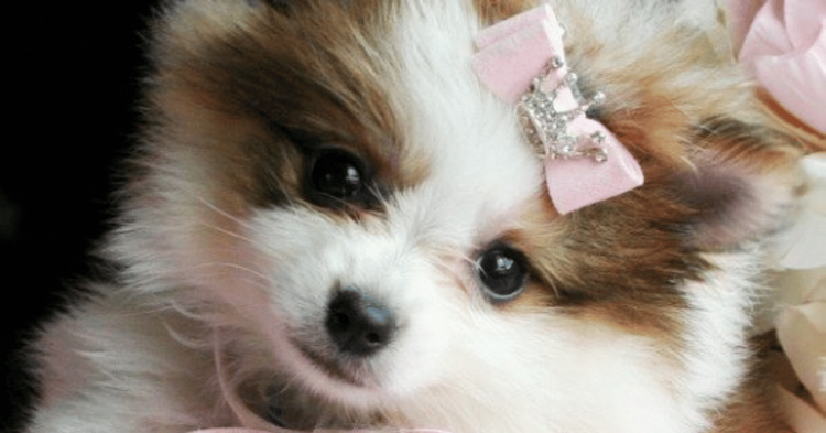 Small Breed Puppies for Sale in Miami & Worldwide — DOG BOUTIQUE STORE