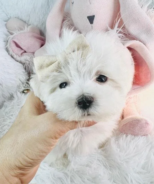 Teacup & Toy Maltese Puppies for Sale — DOG BOUTIQUE STORE