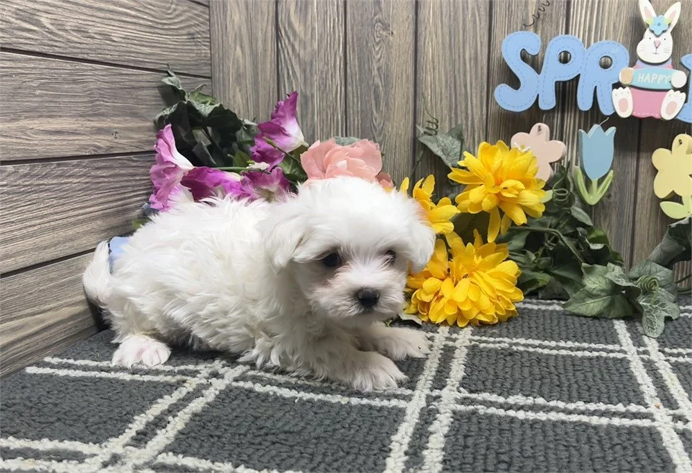 Teacup & Toy Maltese Puppies for Sale — DOG BOUTIQUE STORE