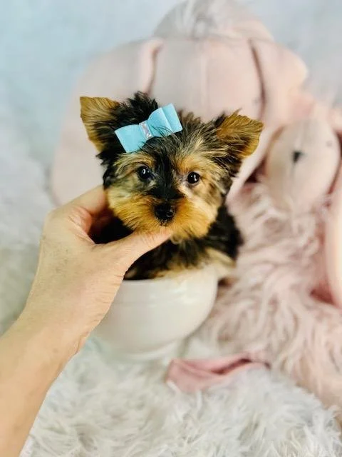 Yorkies & Yorkshire Terriers for Sale — DOG BOUTIQUE STORE