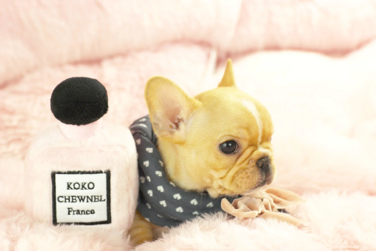 French Bulldog for Sale in West Palm Beach, Miami — DOG BOUTIQUE STORE