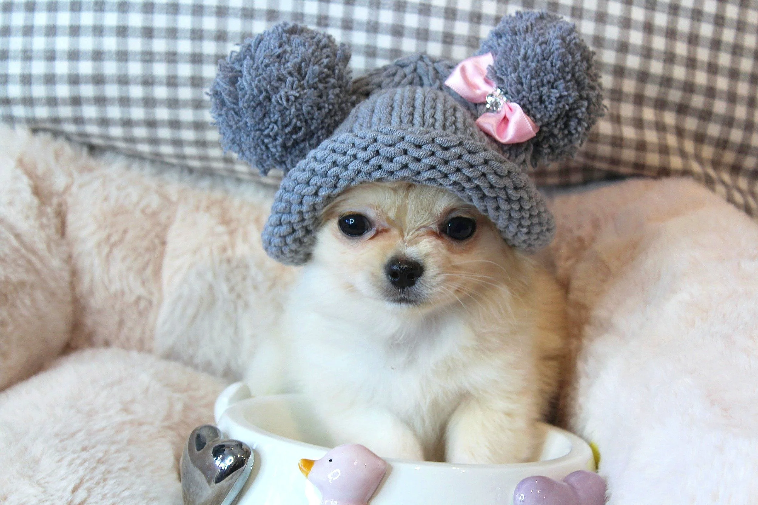 Teacup & Toy Poodles for Sale | Small Poodle Puppies — DOG BOUTIQUE STORE