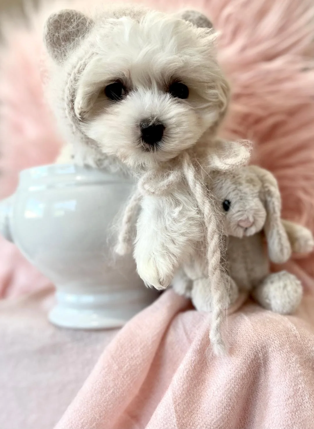 Puppies Sale Miami, Boca Raton, Palm Beach — DOG BOUTIQUE STORE